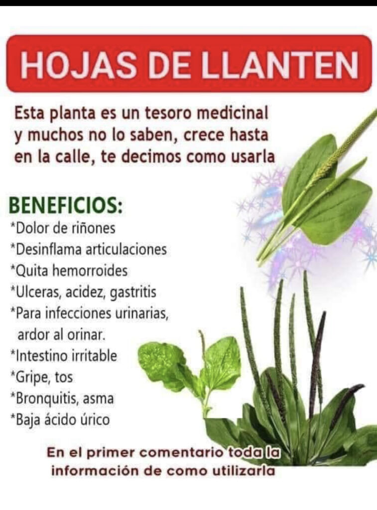 PROPIEDADES EL LLANTÉN Y CÓMO USARLO – Bienvenido al Hogar